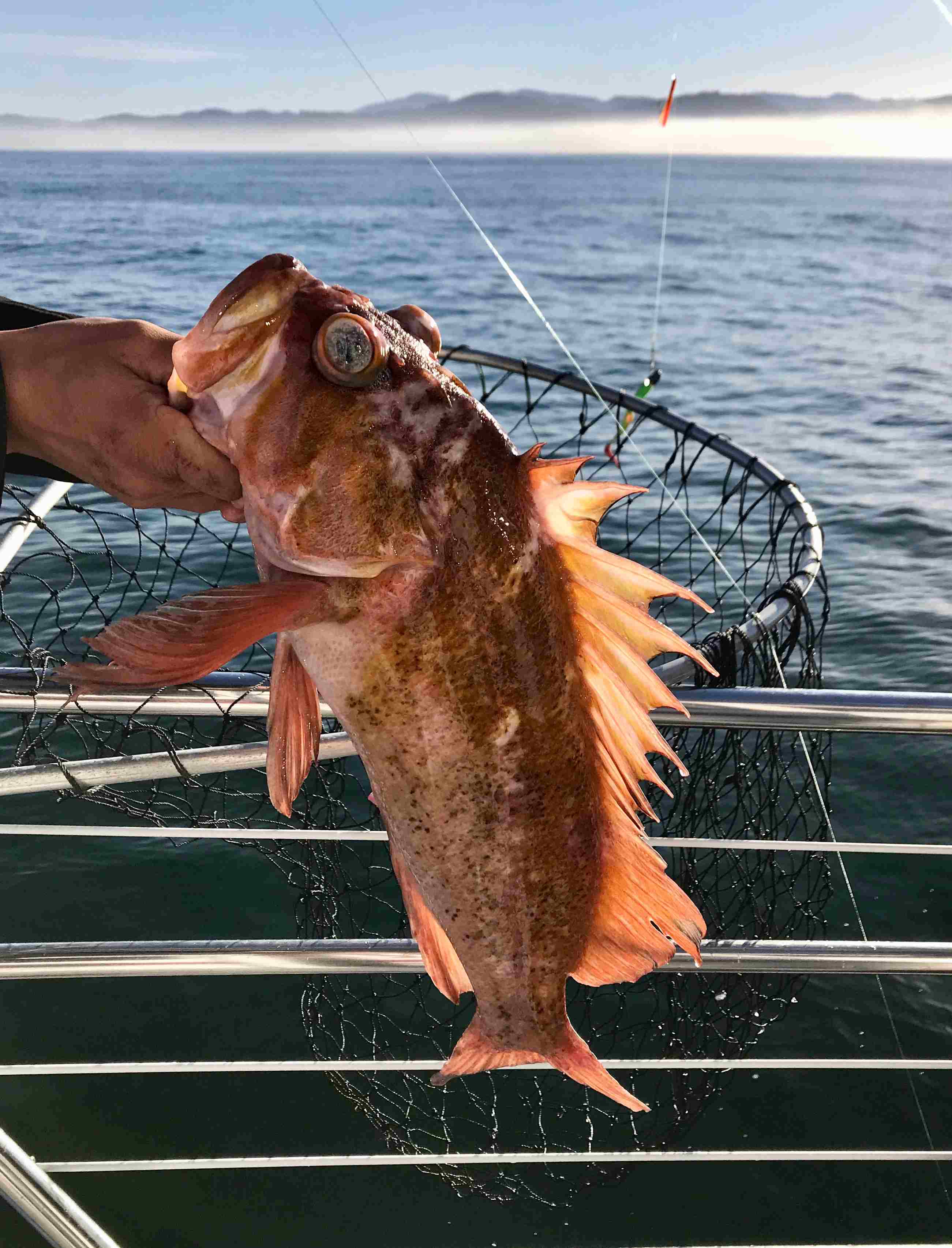 Oregon Coast Fish Species