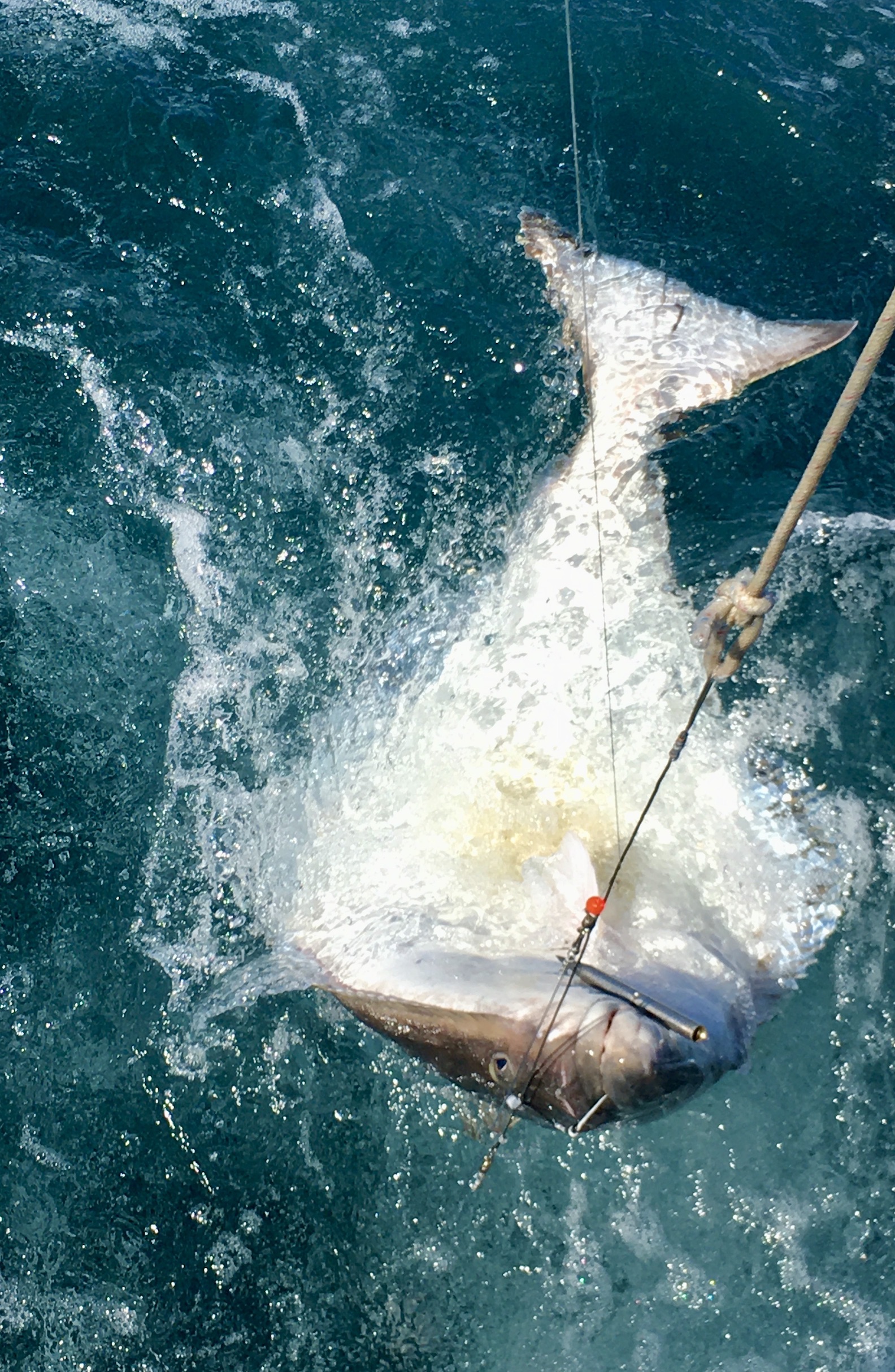 Dockside Charters - Oregon coast fishing report